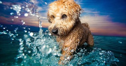 See The Photos That Won The Most Prestigious Dog Photography Awards In ...