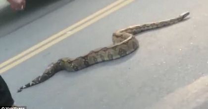 Woman Removes 7-Foot Python From Busy Street In Brazil...And It's All ...
