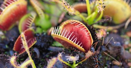 6 Insect-Eating Plants That Will Defend Your Garden