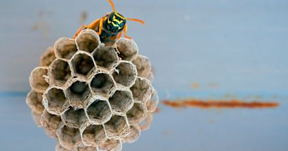 7 Photos That Might Freak You Out If You Have Trypophobia