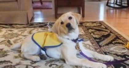 Joanie The Yellow Lab Is An Incredible Service Dog, And Matched With ...