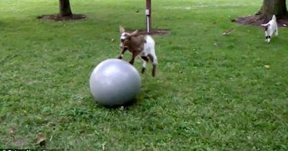 This Baby Goat Playing With An Exercise Ball Is Giving Us Life