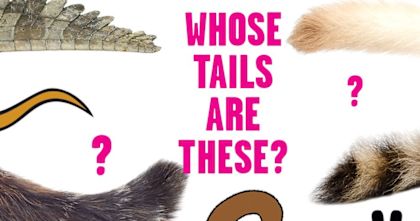 Vems svans är detta?