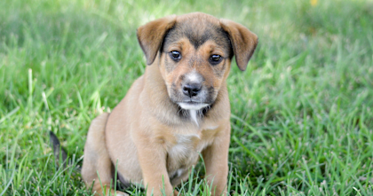 10 Unique Mixed Breed Puppies We're All Rolling Over For