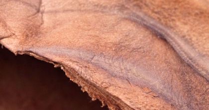 Muskin, la nueva tendencia de ropa hecha con hongos