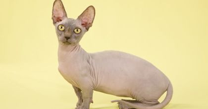 Dwelf Cat Breed Information, Characteristics & Facts