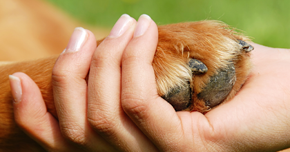 8 Dogs Helping People