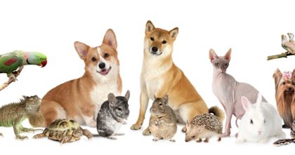 Which Pet Is Best For You?