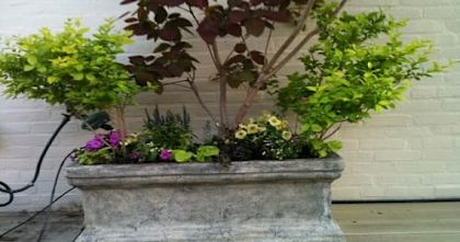 Powerful Plants: Medicinal Plants For Your Home or Garden