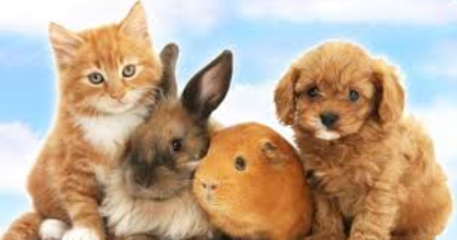 What Is The Best Pet For You?