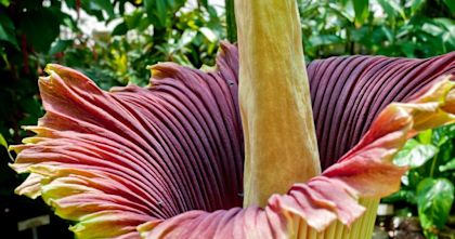 La flor cadáver, la planta con el peor olor del mundo