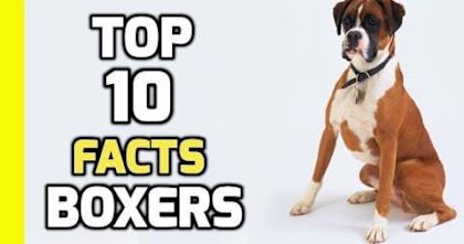 Top 10 facts about Boxer Dogs (Boxer Dog Breed Information)