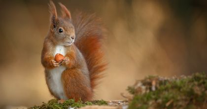 This New Suspension Bridge Keeps Red Squirrels Safe in the Highlands