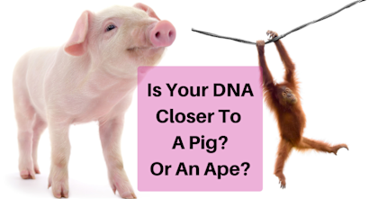 Is Your DNA Closer To A Pig? Or An Ape?