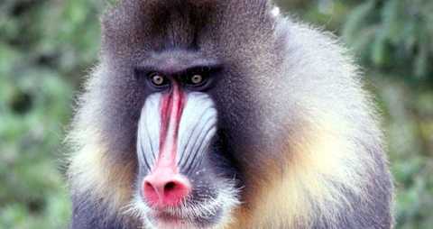dog faced mandrill