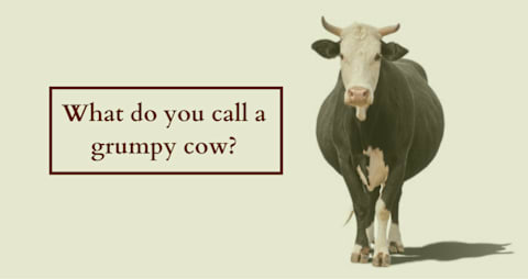 grumpy cow called