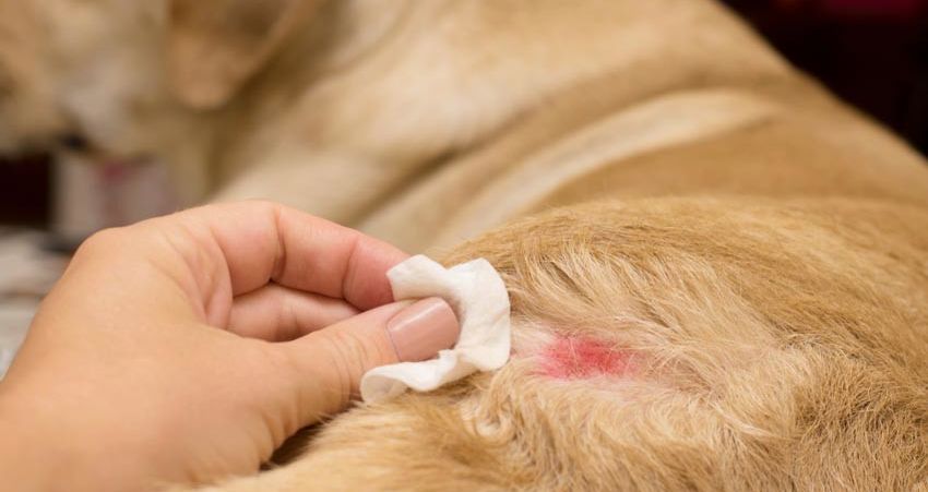 Quick Guide to Managing Your Dog’s Skin Conditions