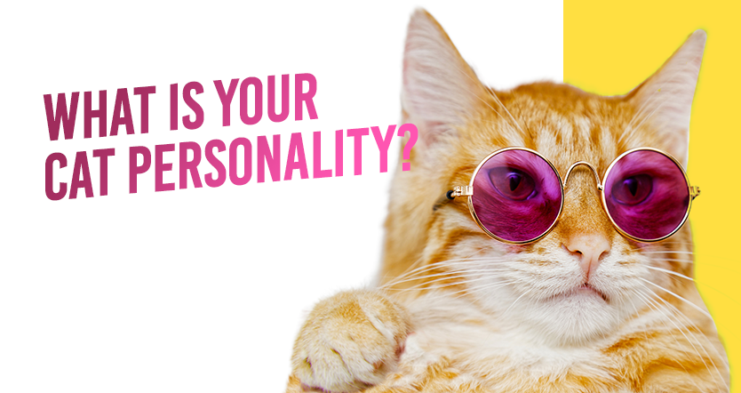 What is your cat personality?