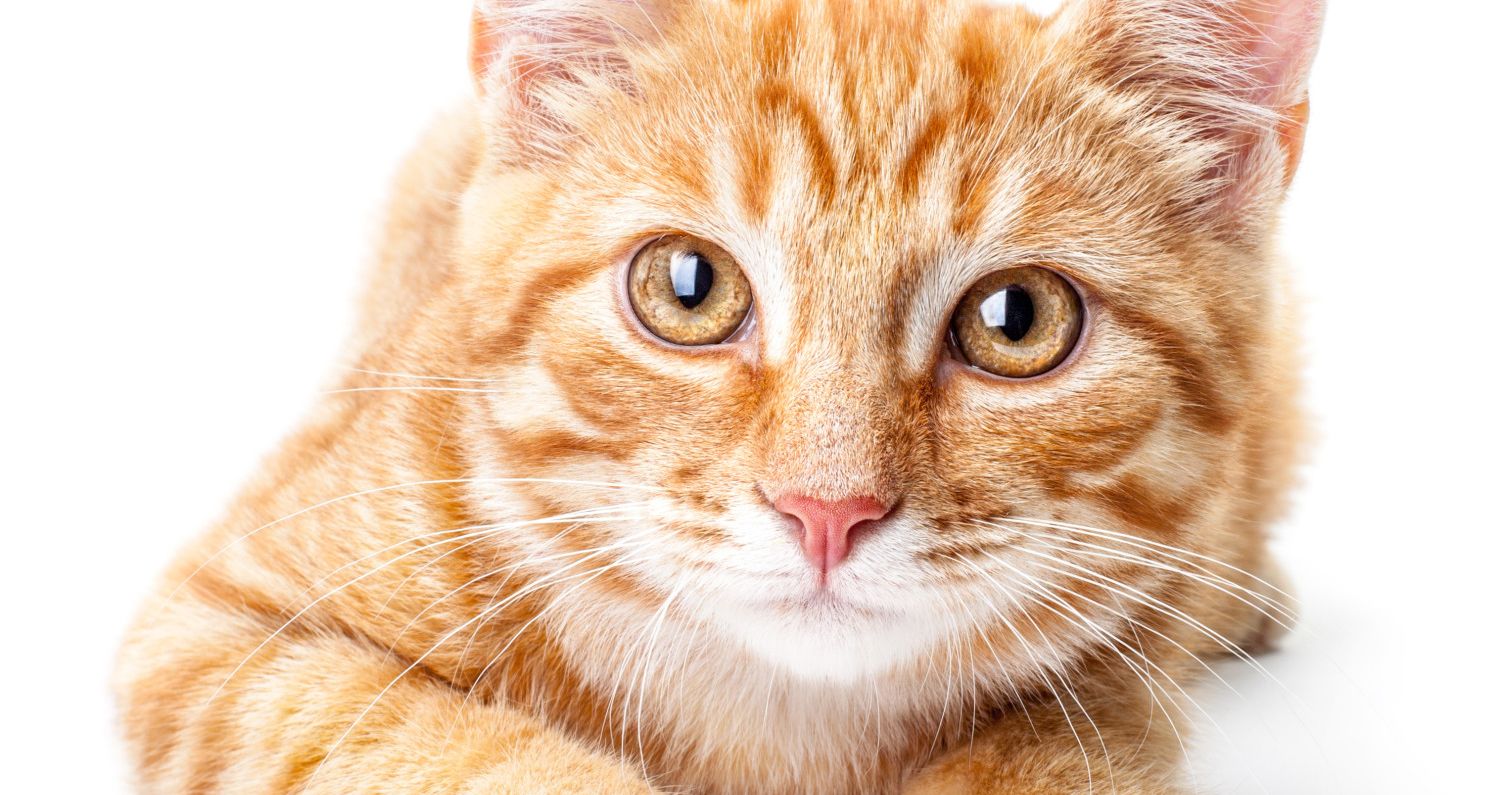 Story Behind Captain Marvel’s Cat