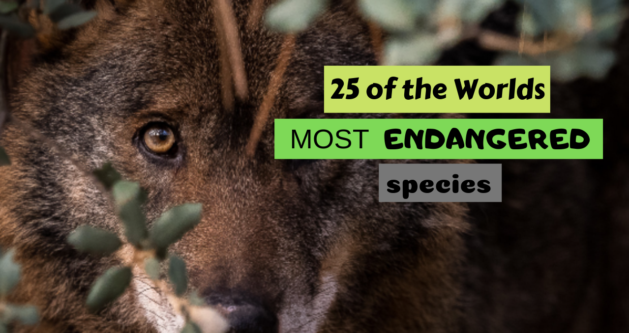 Can You Name All These Amazing Yet Almost Extinct Animals?