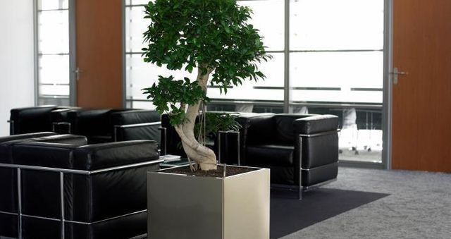 How planting trees in the office is increase the aesthetic value ...