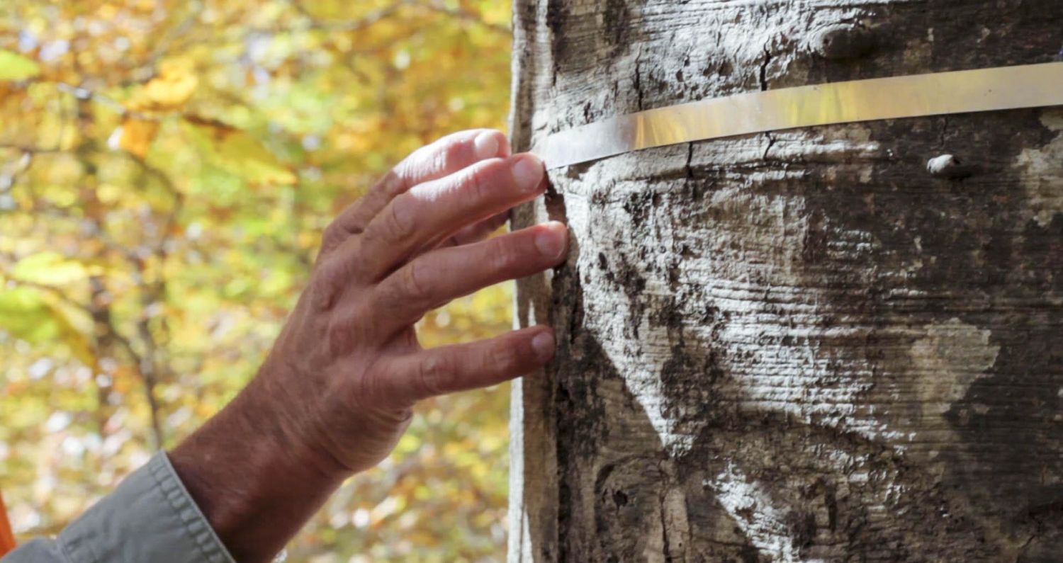 Everyman’s Guide on Tree Banding