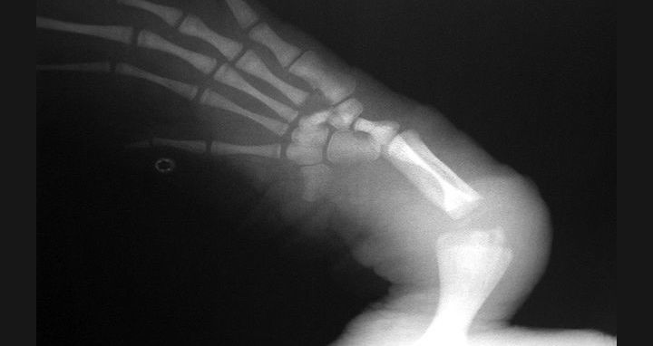 Can You Identify These Animals By Their X-Ray?