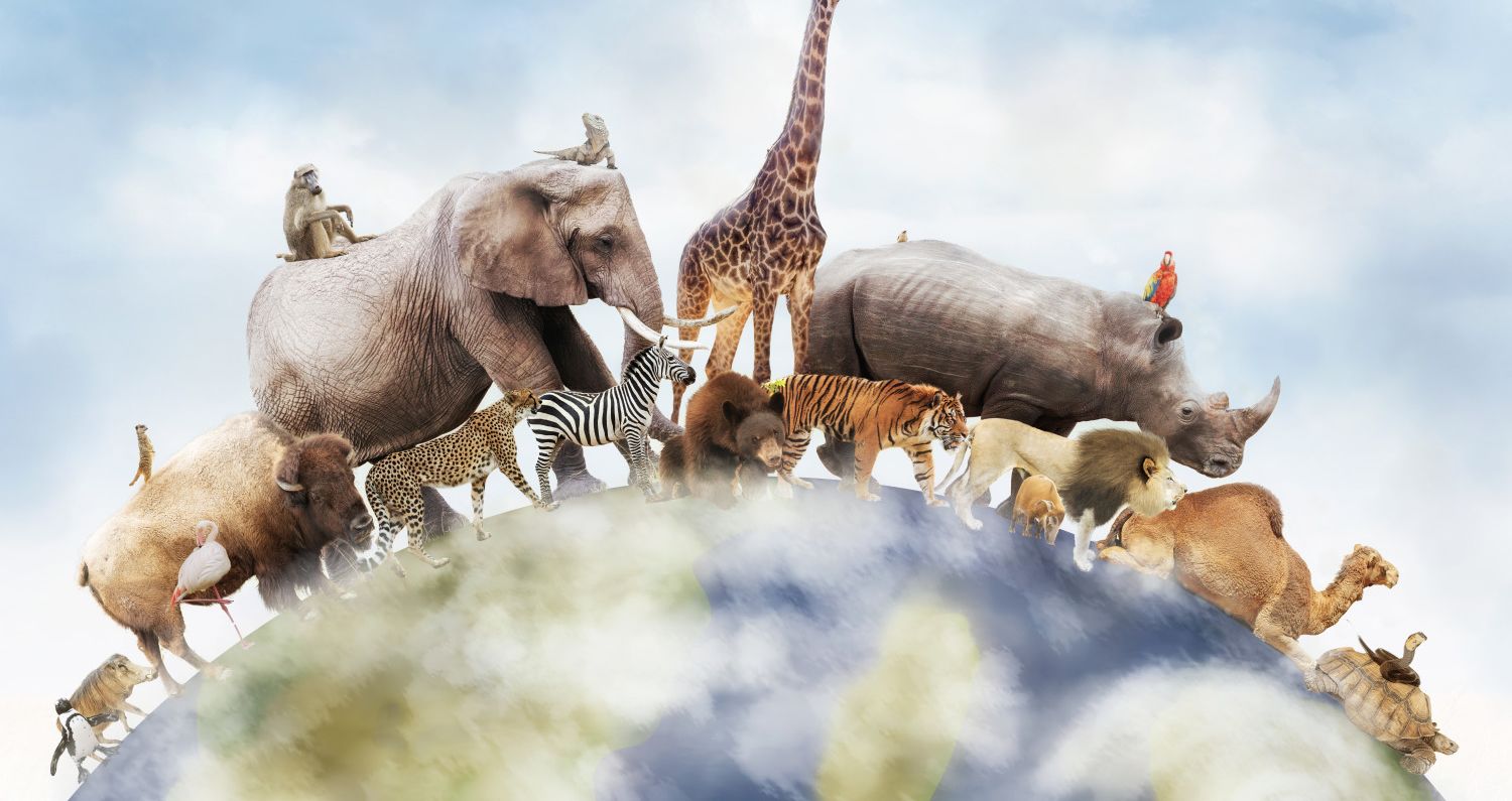 The Ultimate Animal Quiz! Test Your Knowledge Of Our Animal Friends