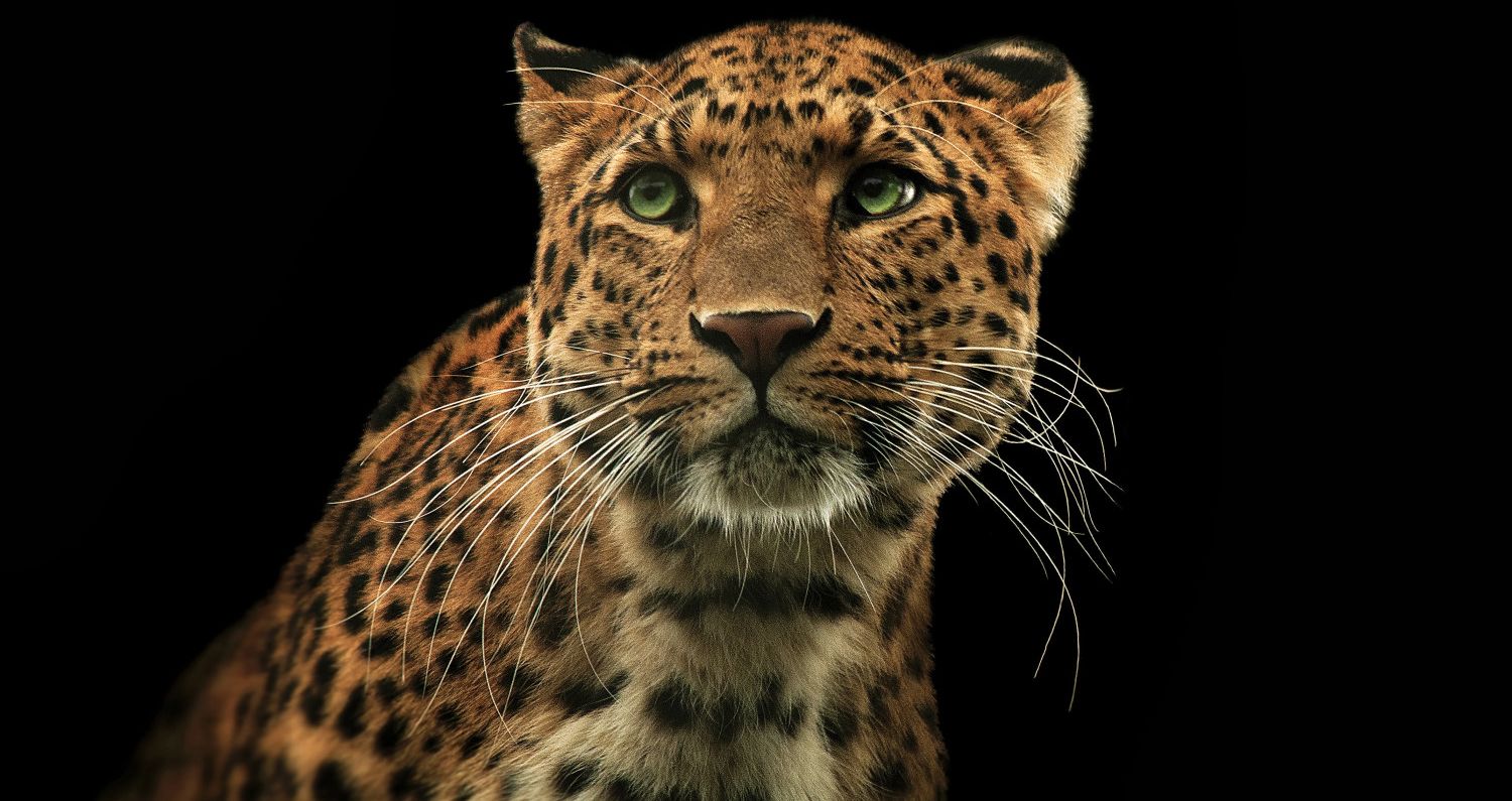 Can You Name All Of The Big Cats?