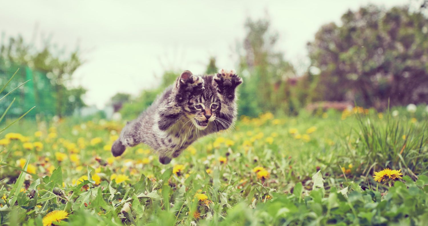 Only True Cat Lovers Can Answer These 10 Cat Facts Correctly