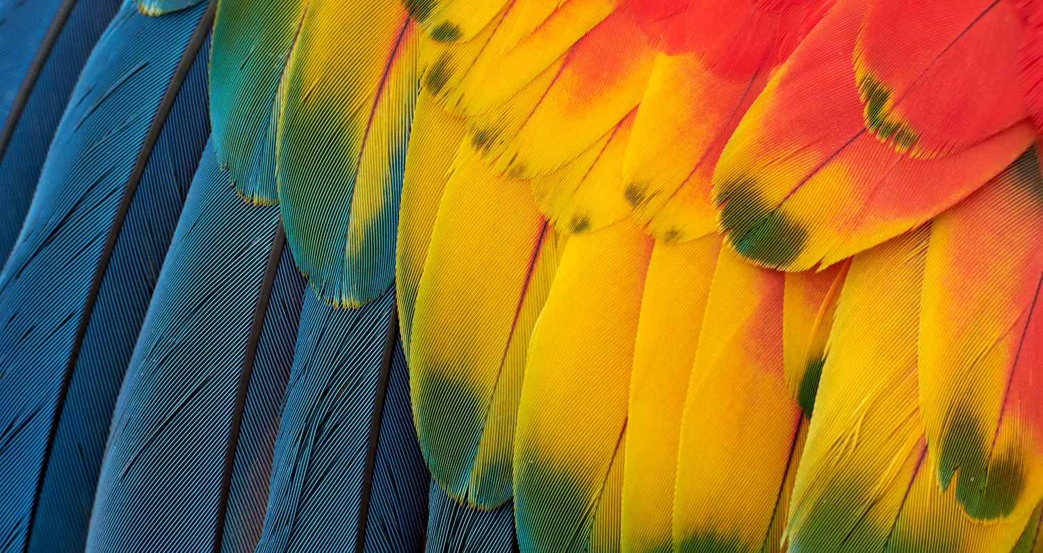 Can You Recognize The Animal By Its Color Scheme?