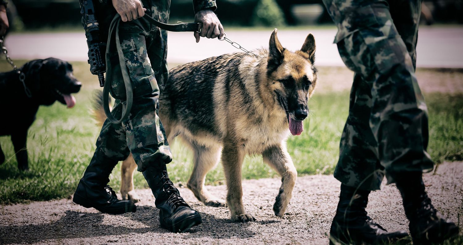 20 Surreal Photos Of Animals In Military Action