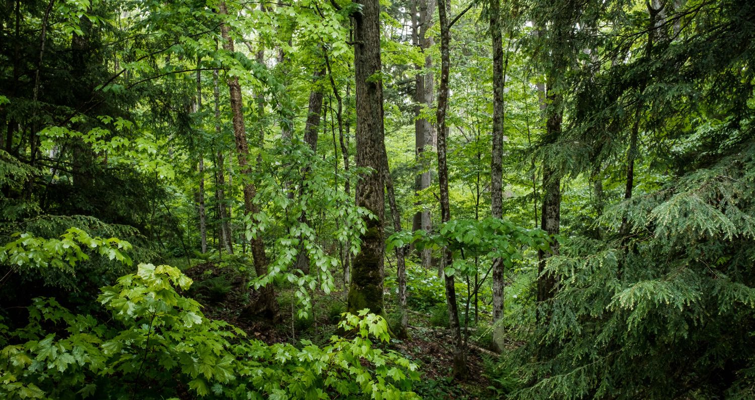 Nature Identification Quiz