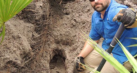 Beginner Guide for Gopher Tortoise Relocation