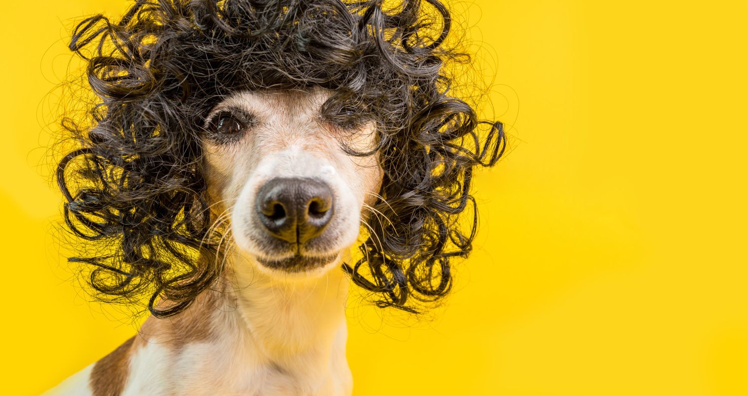 Strange pets that people have