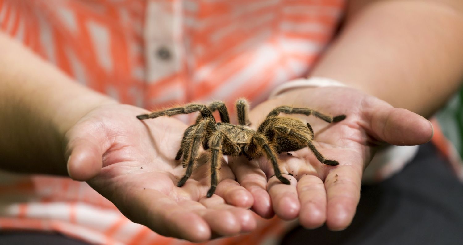 What arachnid is your daemon?