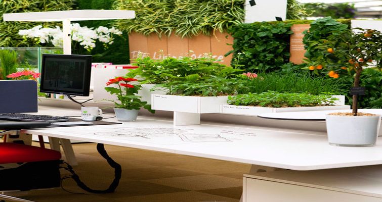 Important Facts About Corporate Plants