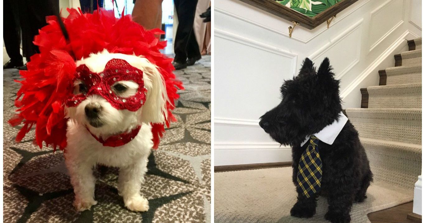 These Dogs Attending The Bark Ball Are The Fanciest Canines You Will ...