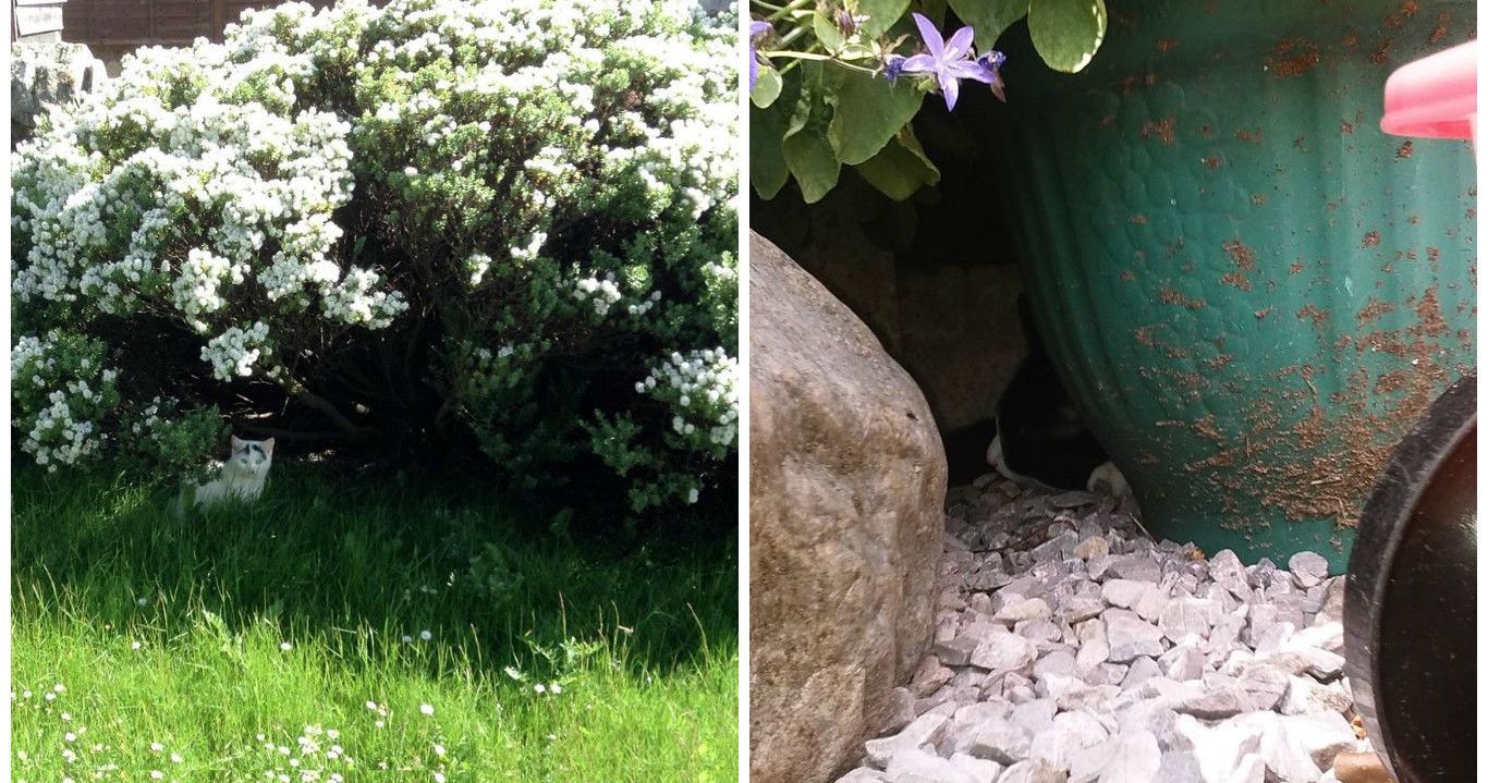 Can You Find The Sneaky Kitty Hiding In Each Of These 11 Photos? Can You Find The Sneaky Kitty Hiding In Each Of These 11 Photos?