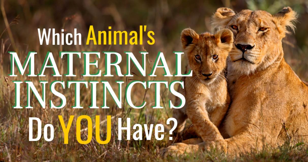 Which Animal's Maternal Instincts Do You Have?