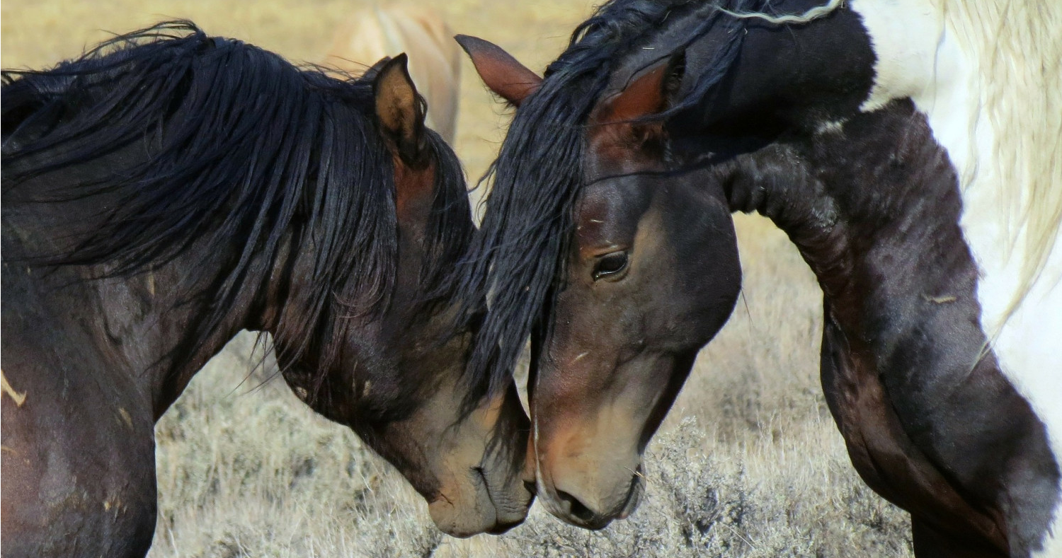Magnificent Majestic Wild Mustangs