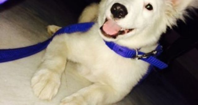 How to Find the Best Perfect Match for My Dog?