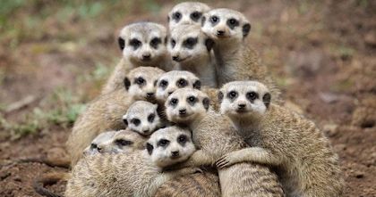 Animal Babies and Adults V.2