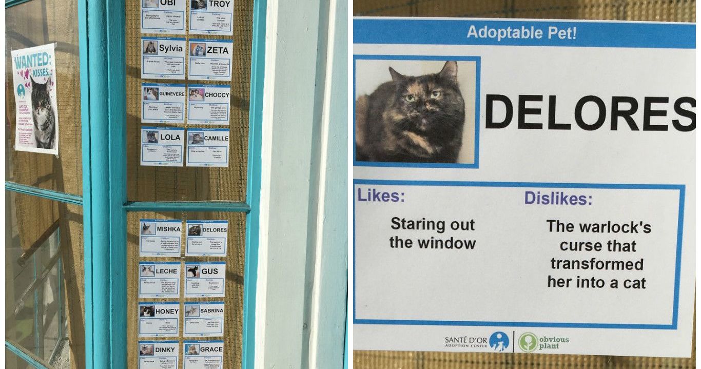 Someone Wrote These Cats Looking For Forever Homes The Funniest ...