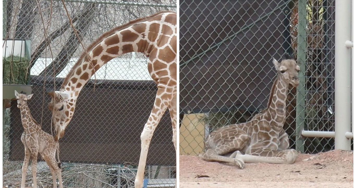 Denver Zoo's New Baby Giraffe Dobby Finally Made His First Public ...