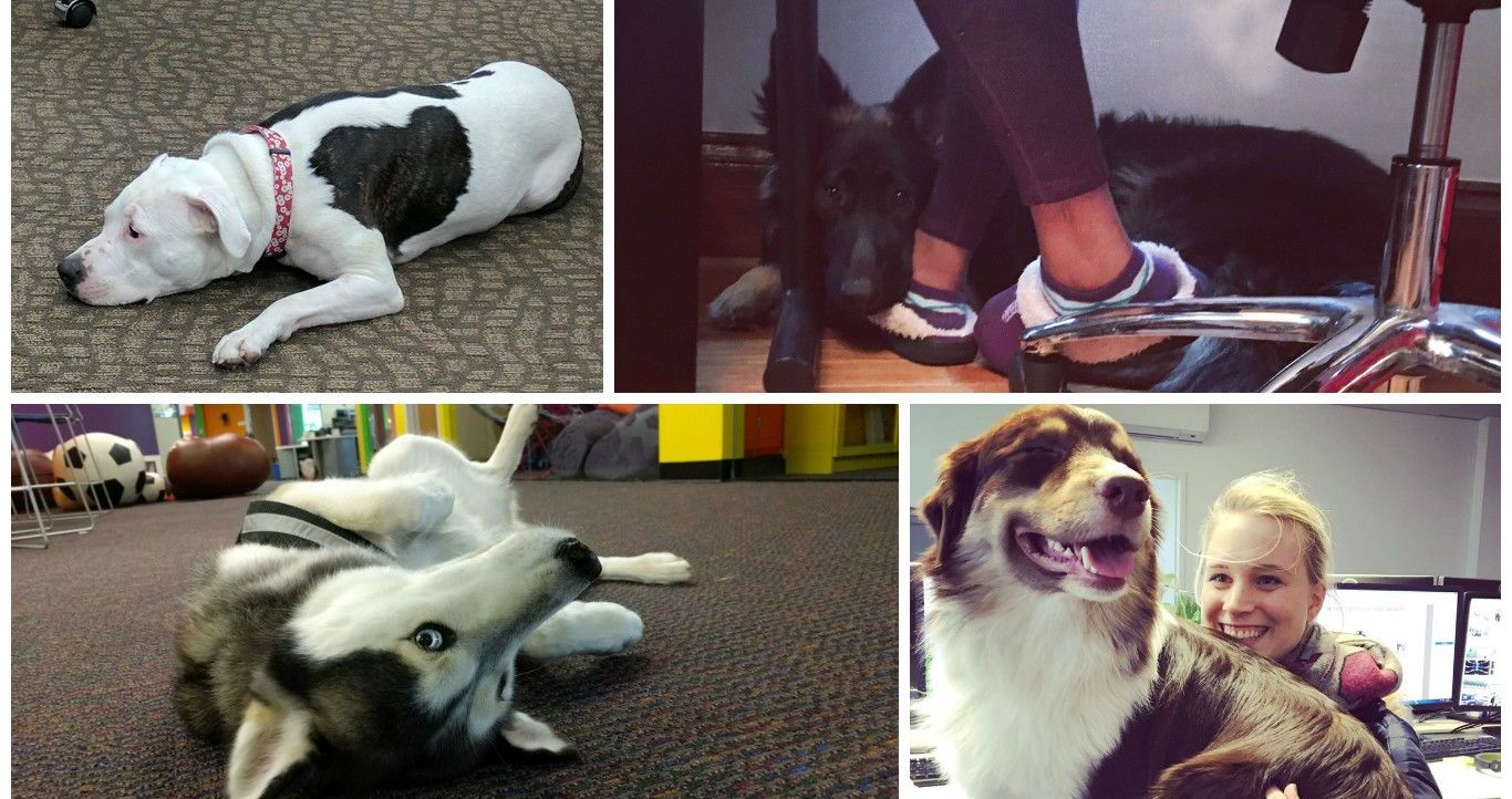 5 Reasons You Need A Dog At Your Office Right Now