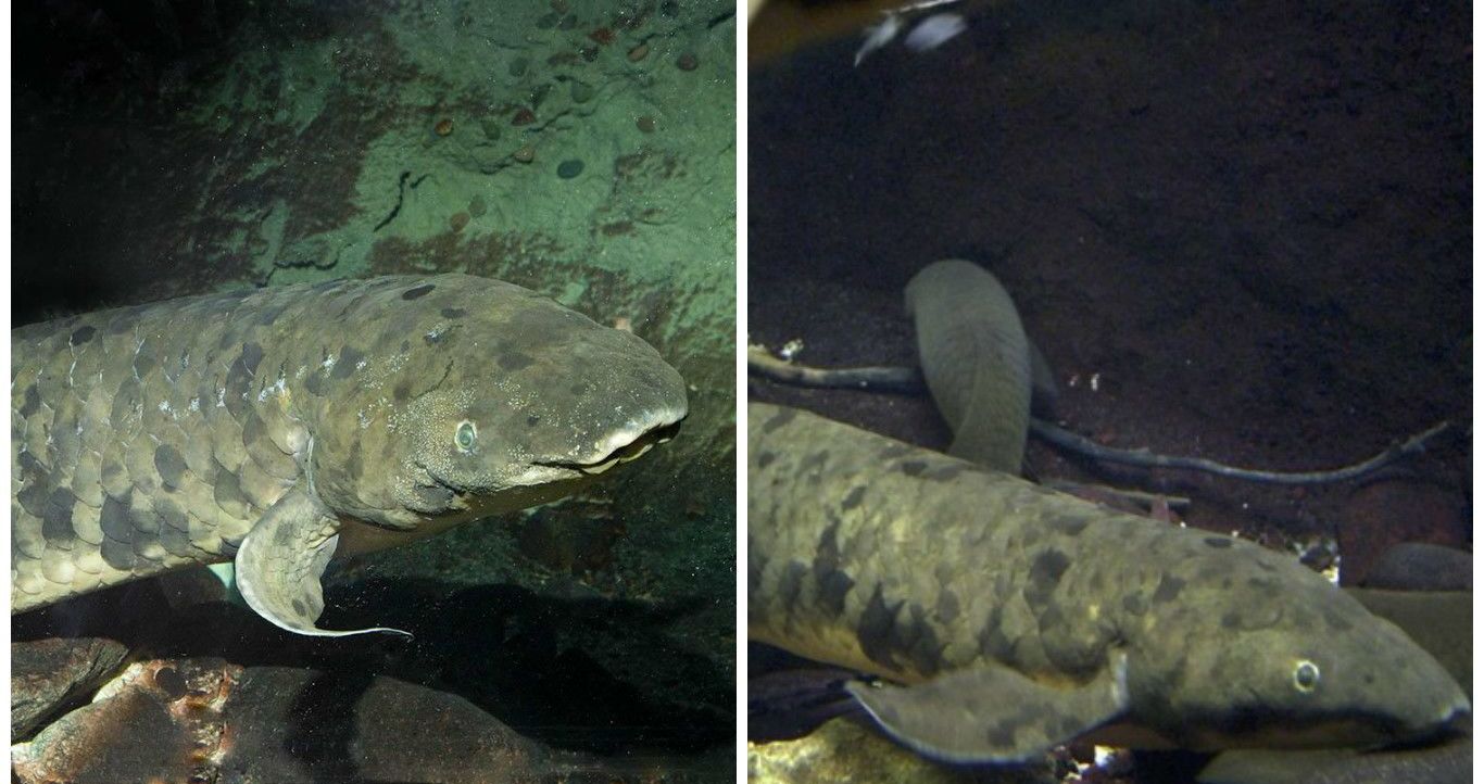 The World's Oldest Aquarium Fish, Granddad, Has Died