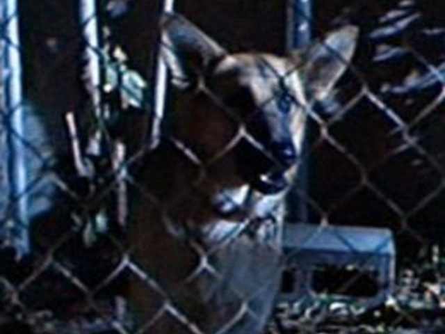 Where Are They Now? The Cast of Terminator 2: Judgment Day