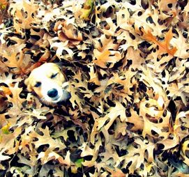 What Pumpkin-Spiced Scent Are You! | Playbuzz