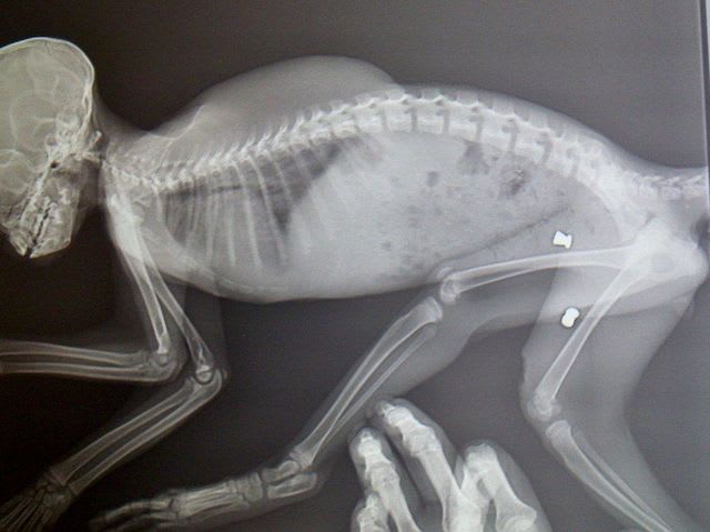Can You Identify These Animals By Their X-Ray? | Playbuzz